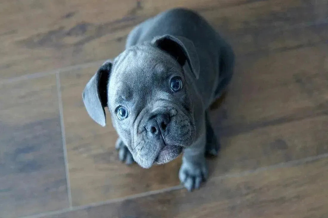 Waarom heeft mijn hond een doffe vacht?