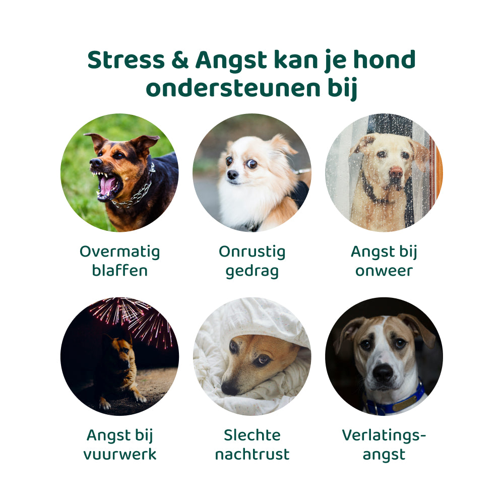 Verminder angst & stress bij je hond - DogSuppy