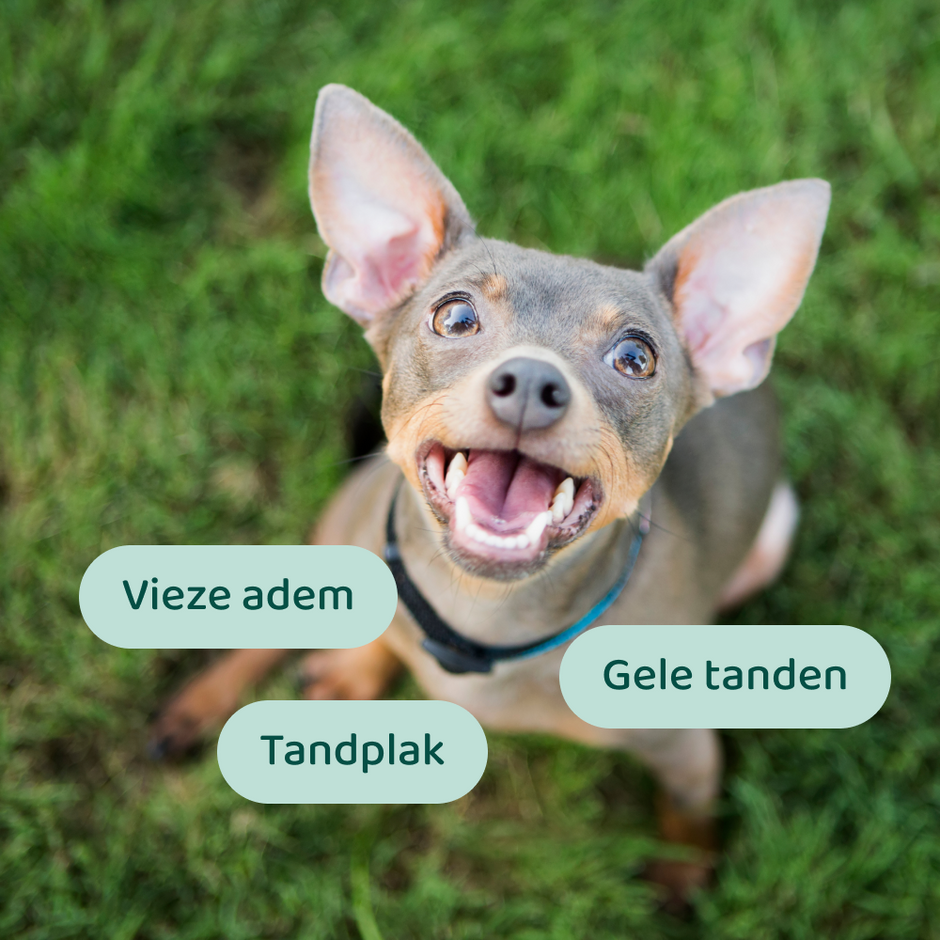 Premium hondensupplementen - DogSuppy