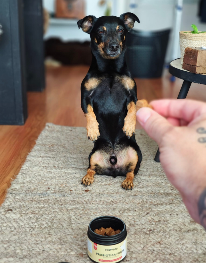 Premium hondensupplementen - DogSuppy